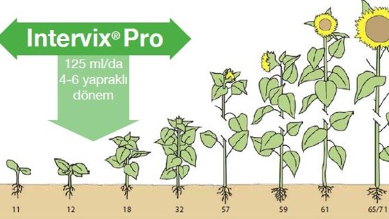 Intervix® Pro - BASF Tarım Çözümleri Türkiye
