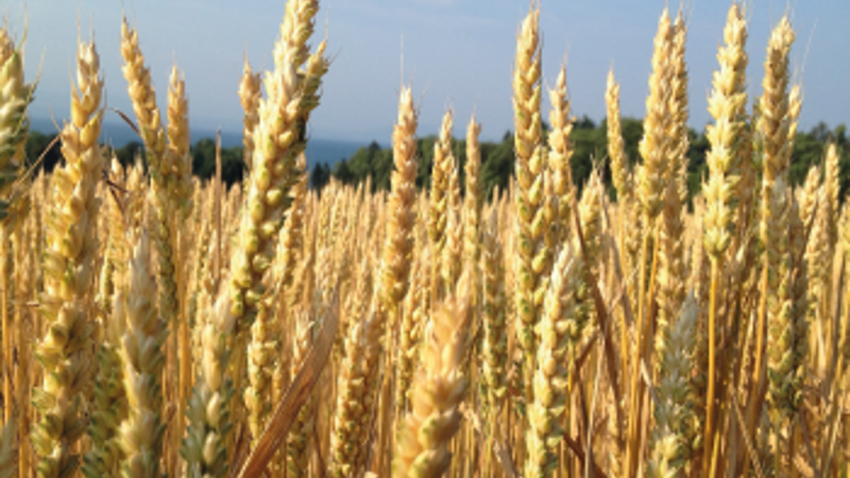 Buğday - BASF Tarım Çözümleri Türkiye