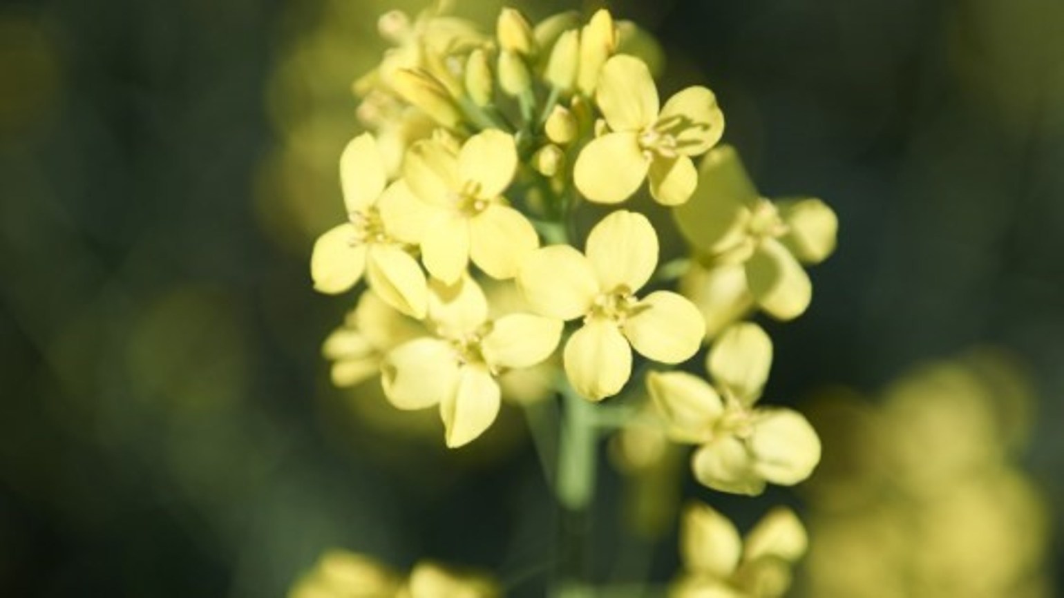 Kanola - BASF Tarım Çözümleri Türkiye