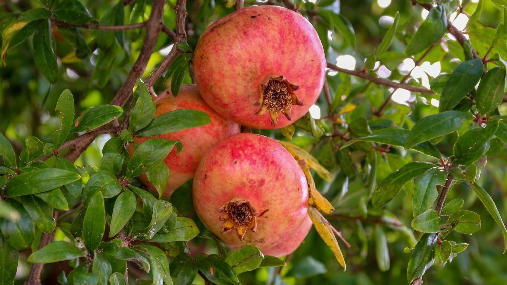 Nar - BASF Tarım Çözümleri Türkiye