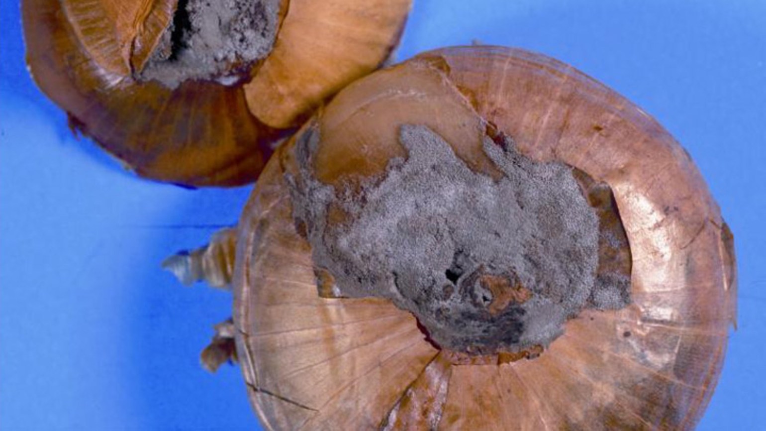 Kurşuni küf - BASF Tarım Çözümleri Türkiye