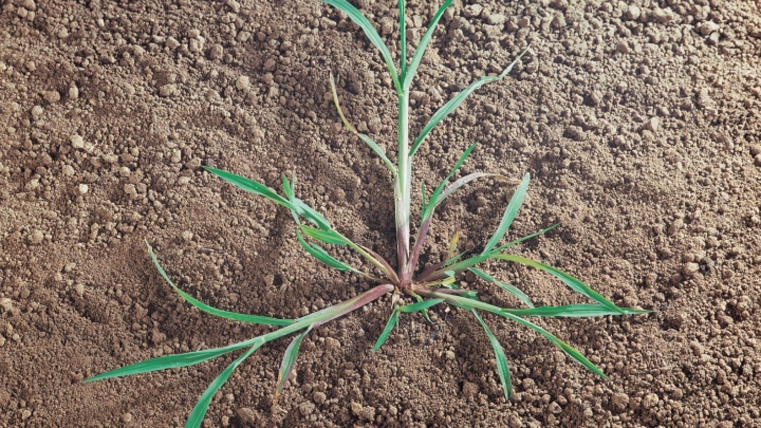 Darıcan - BASF Tarım Çözümleri Türkiye